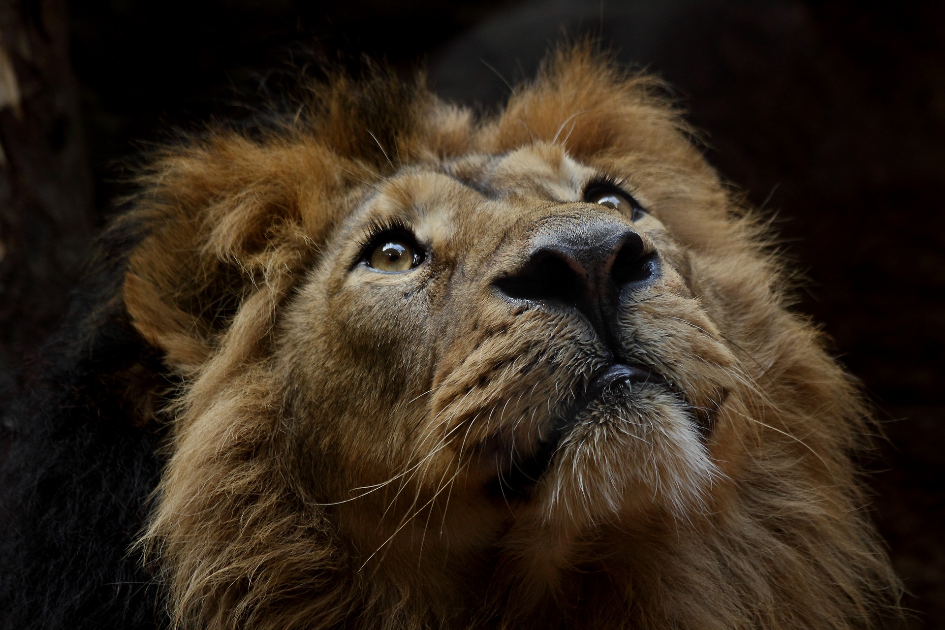 Aryeh: the LION of Judah – Hebrew Word Lessons