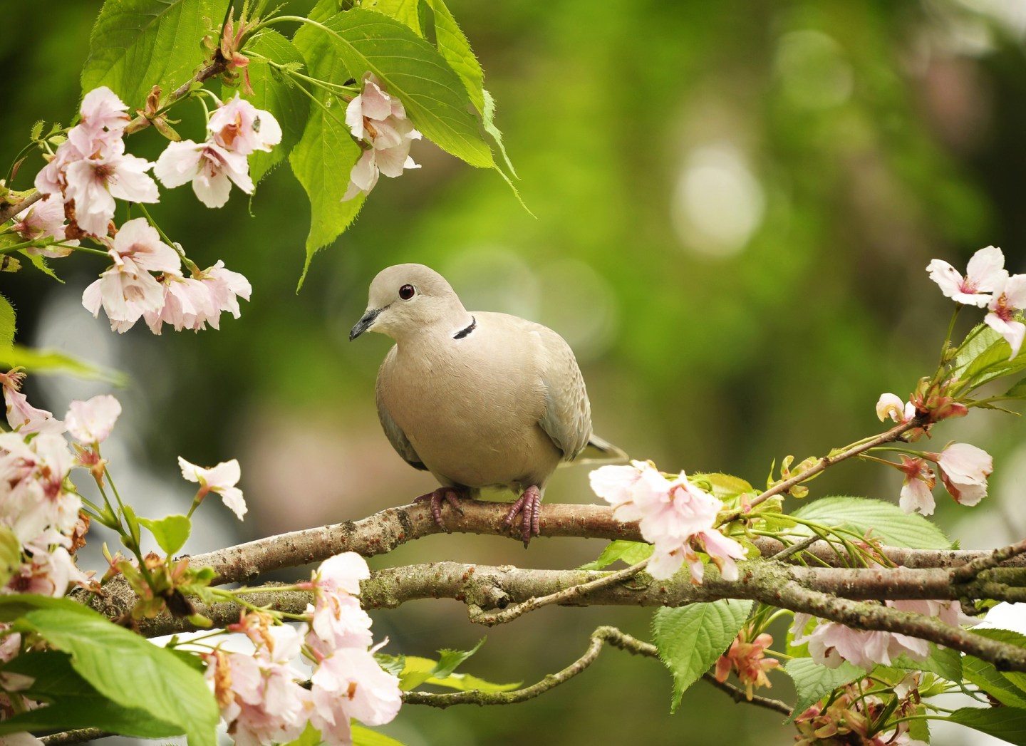 Yonah: DOVE that brings Good News – Hebrew Word Lessons