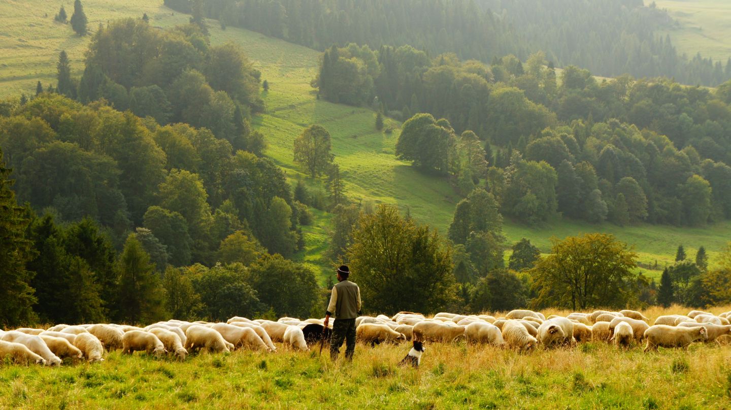 Ra’ah: The LORD is my SHEPHERD – Hebrew Word Lessons