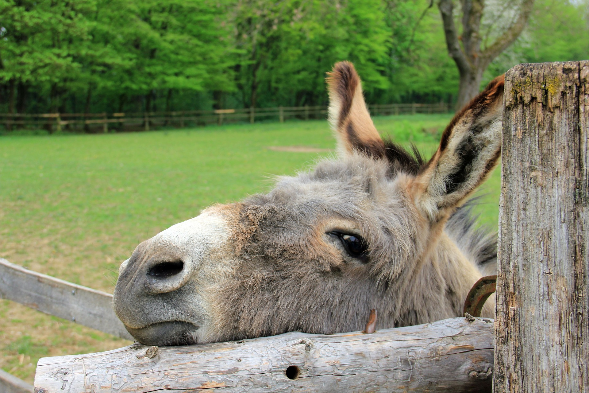 Khamor/Athon: The Needed DONKEY – Hebrew Word Lessons