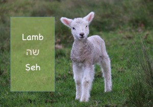 Revisiting LAMB – Hebrew Word Lessons