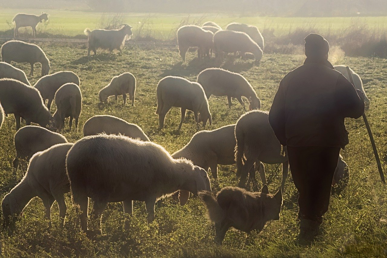 Revisiting Ra’ah: The SHEPHERD – Hebrew Word Lessons